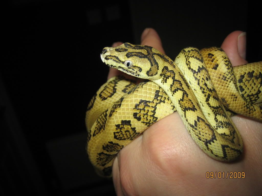 08 Jungle Jag Carpet Python | Reptile Forums