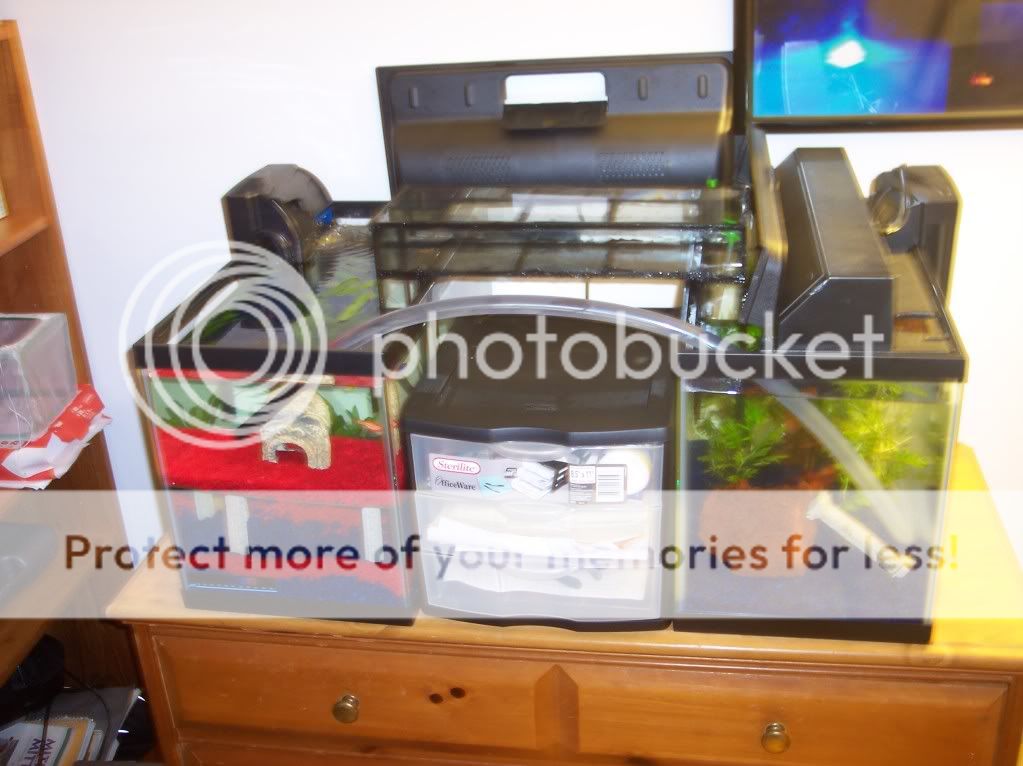 Tank to Tank Water Bridge | AquariaCentral.com