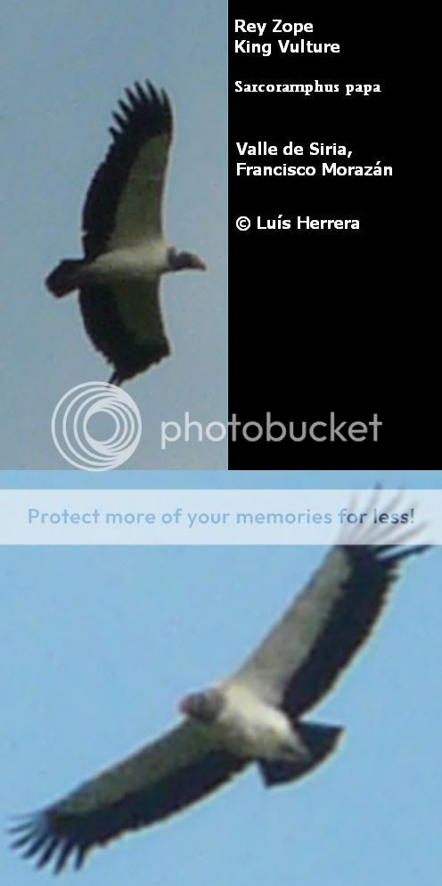 Rey Zope | Hondubirding Roots